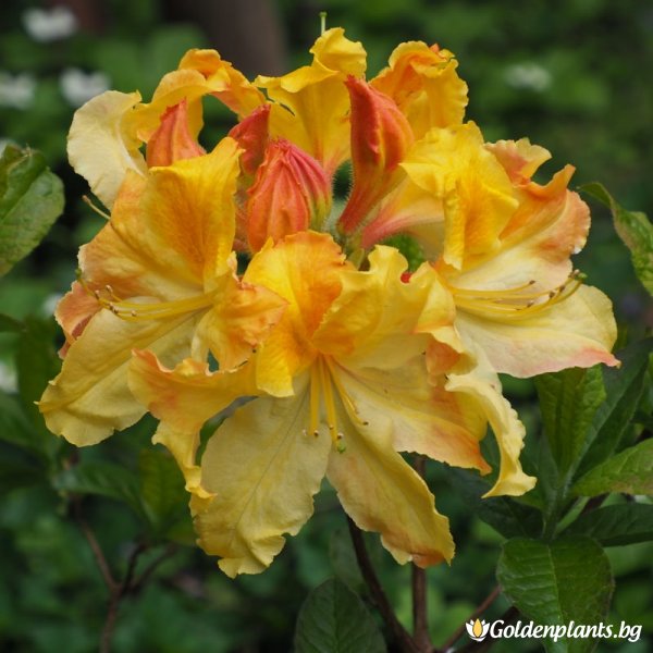 Азалия Зуза