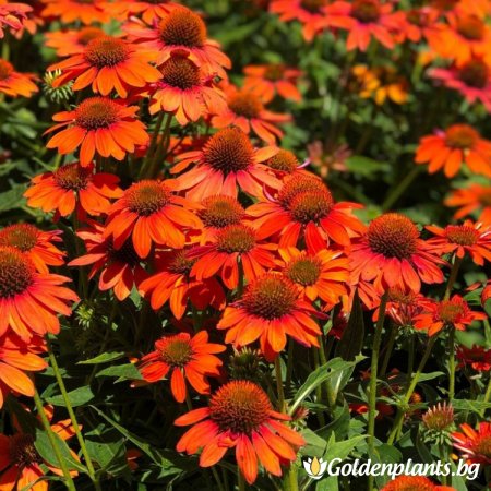 Ехинацея Лакота Оранжева