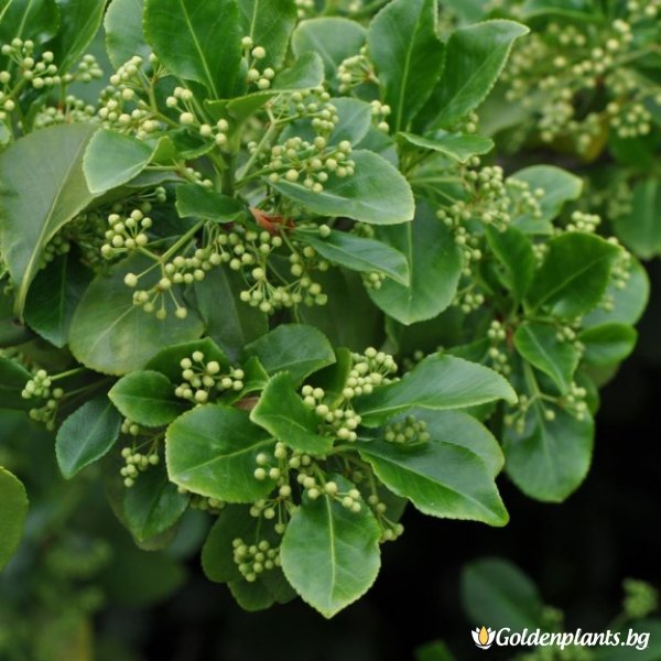 Пълзящ Евонимус радикан