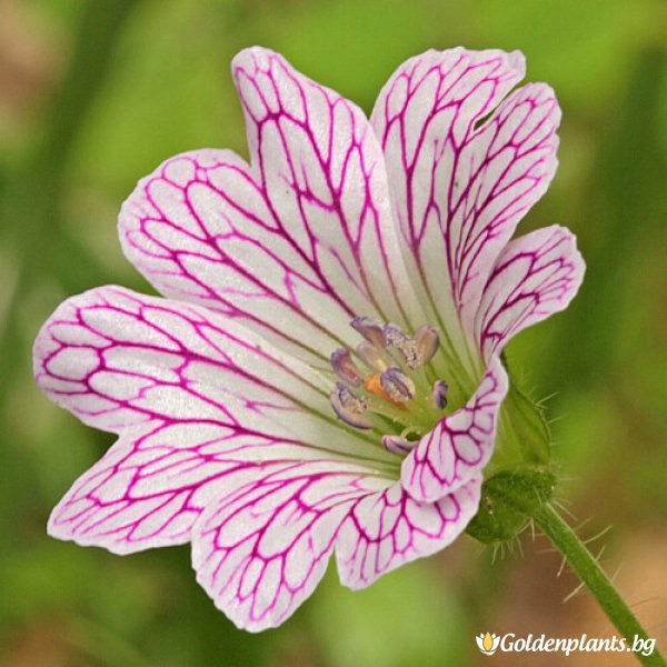 Разноцветен Здравец