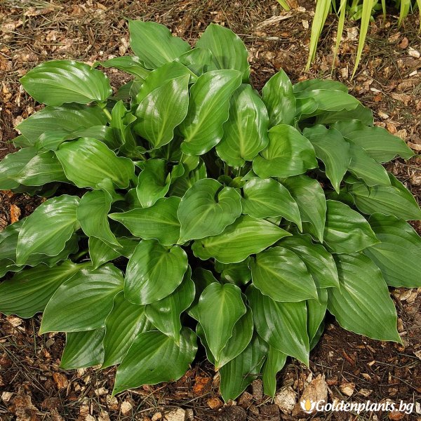 Хоста Непобедим