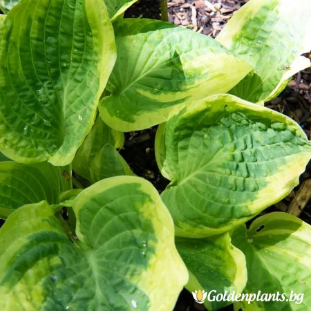 Хоста Моерхайм