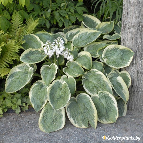 Хоста Северно Изложение