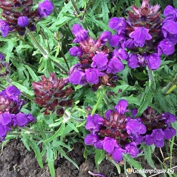 Пришница Прунела Бела Блу