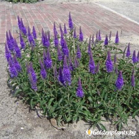 Вероника Бебешко Синьо