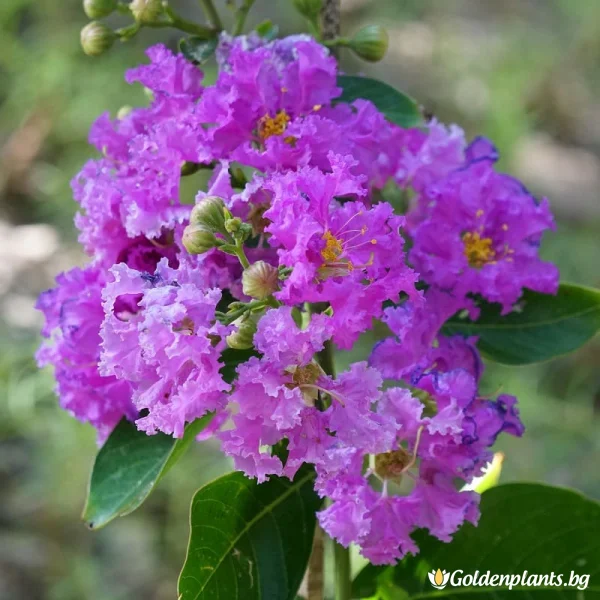 Индийски Люляк Малка Орхидея