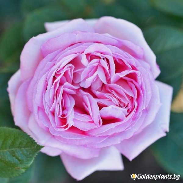 Роза с цвят Пепел от Рози с аромат на гюл - на гол корен