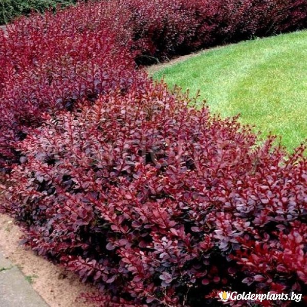 Берберис red cheef