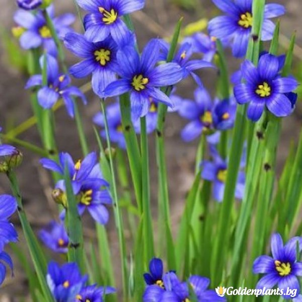 Трева Синьо око