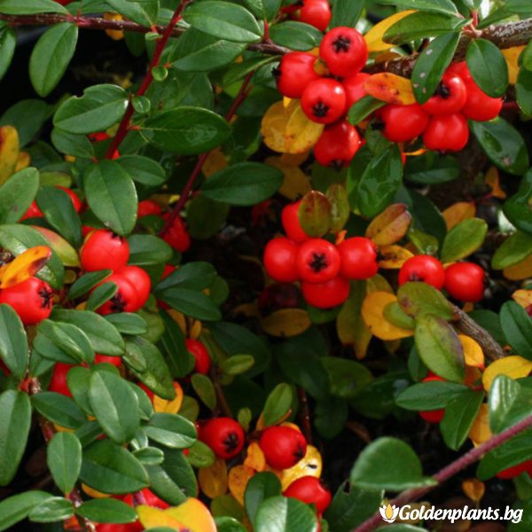 Котонеастър Дамери Зелен килим