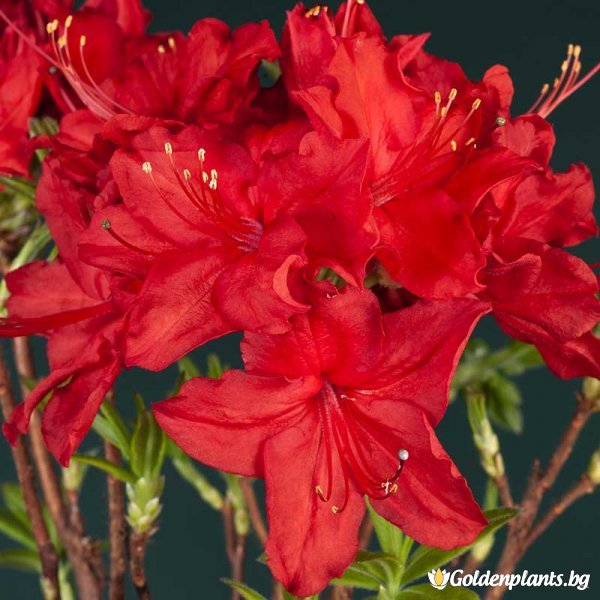 Азалия Долоросо