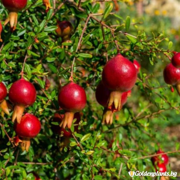 Джуджевиден нар Нана